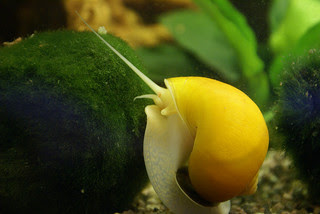 3 Top Algae Eaters Snails in Aquarium
