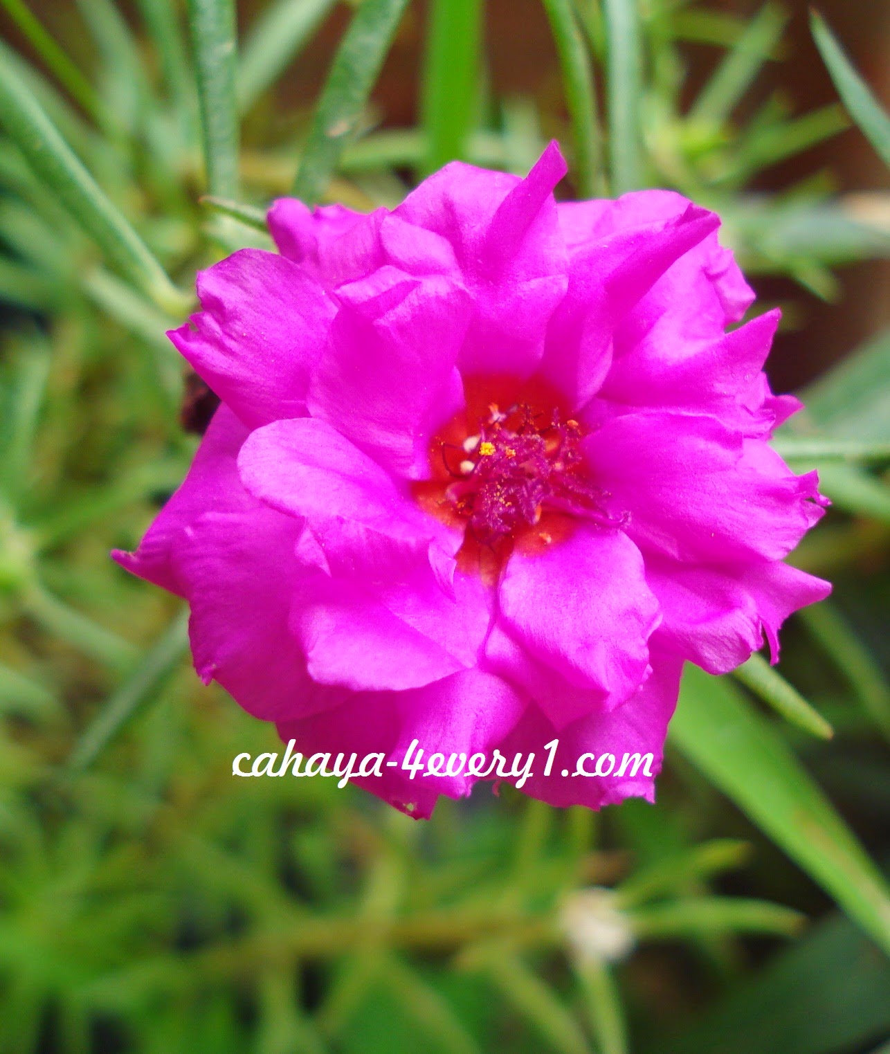 RUMAHKUBAHAGIAKU: Cantiknya bunga Portulaca Grandiflora