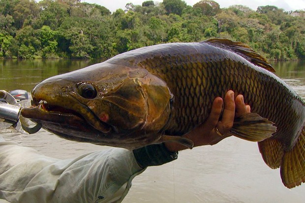 Portal Médici Notícias : Traíra um dos peixes mais populares do Brasil ...
