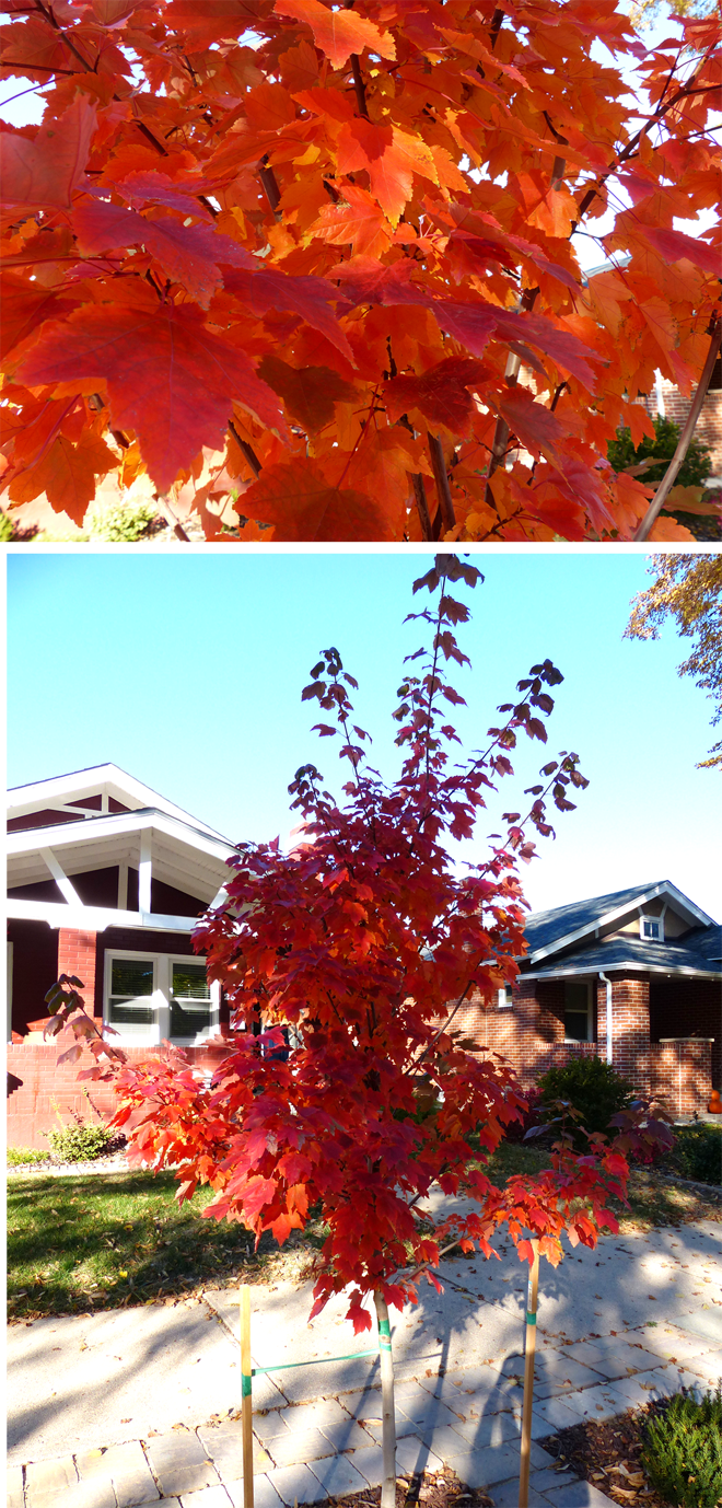 South On Broadway: Burning Bright // October Glory Maple
