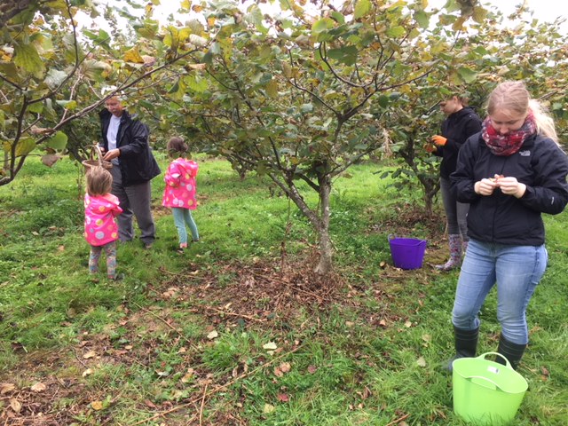 Ightham Mote Cobnuts Project: Cobnut Harvest 2017