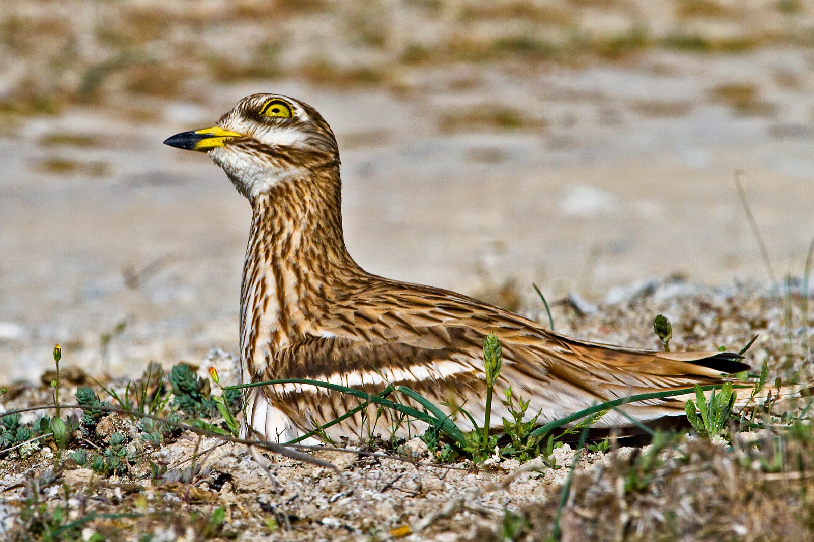 PETER'S PORTFOLIO..............Bird & Wildlife Photography: Stone Curlew