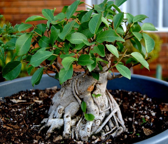 LENNARD'S BONSAI BEGINNINGS.: Ficus burkei sumo trunk