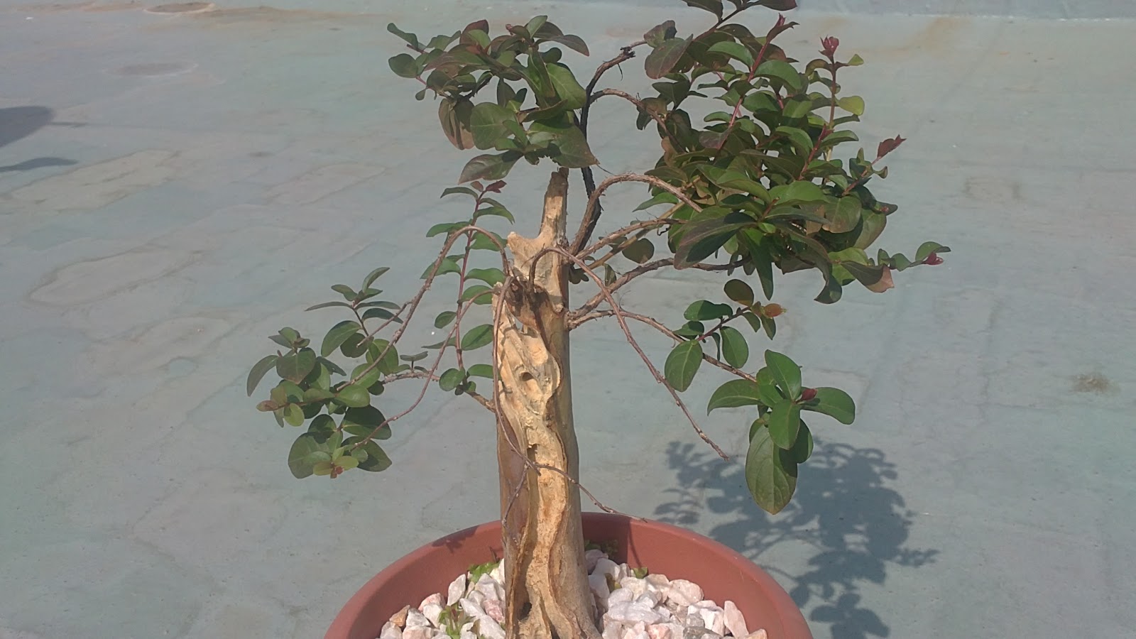 Bonsai de andar por casa...: Árbol de Júpiter - Lagerstroemia indica