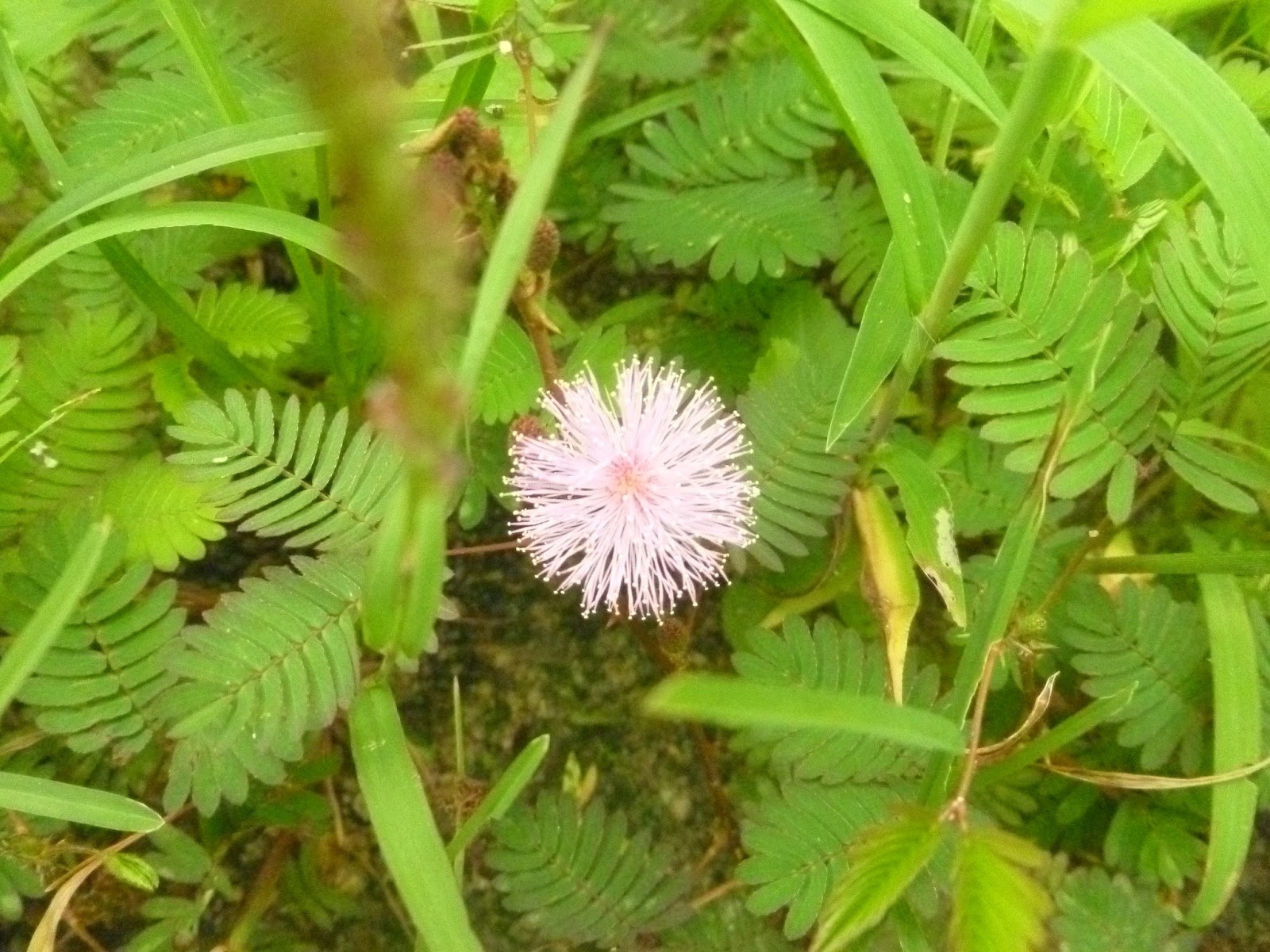 My Sweet Memory: BUNGA RUMPUT
