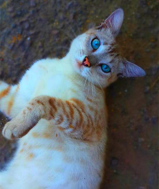 Foto-foto Kucing Yang Cantik Dengan Kamera Smartphone - WEB | LOVEHEAVEN 07