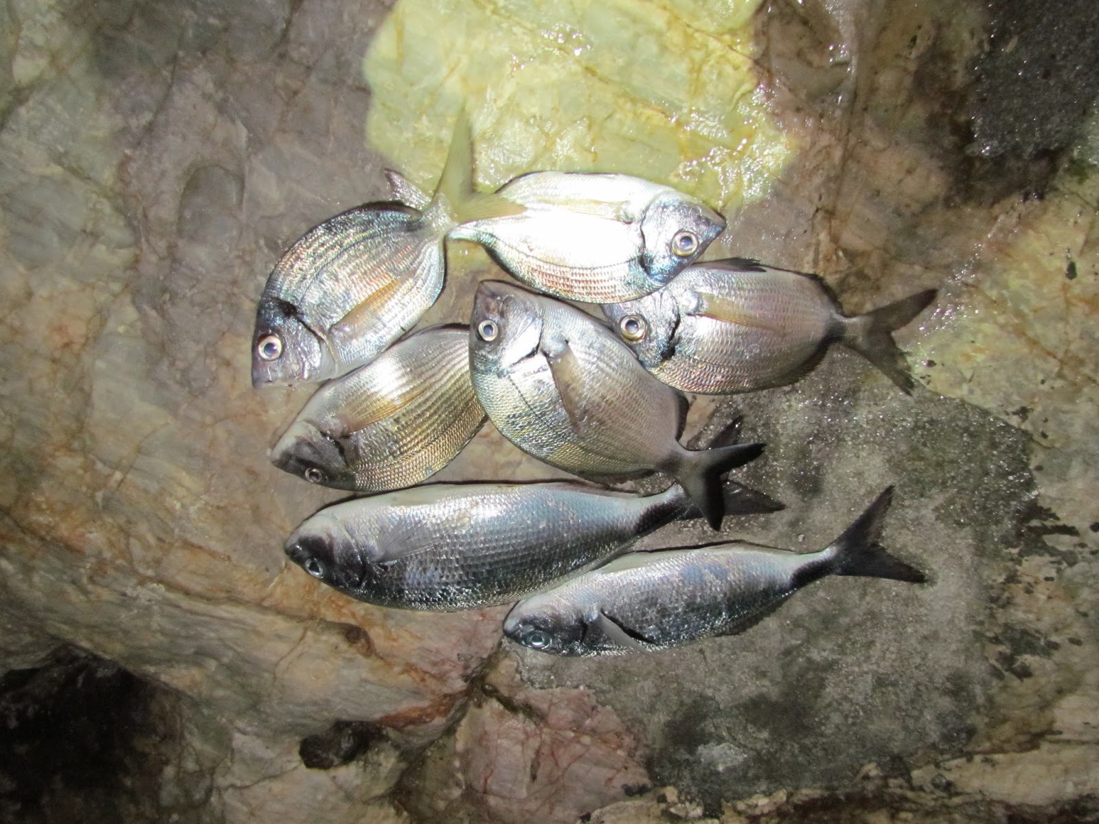 Float Fishing and not only, in Greece.: Εγγλέζικο στα βράχια.