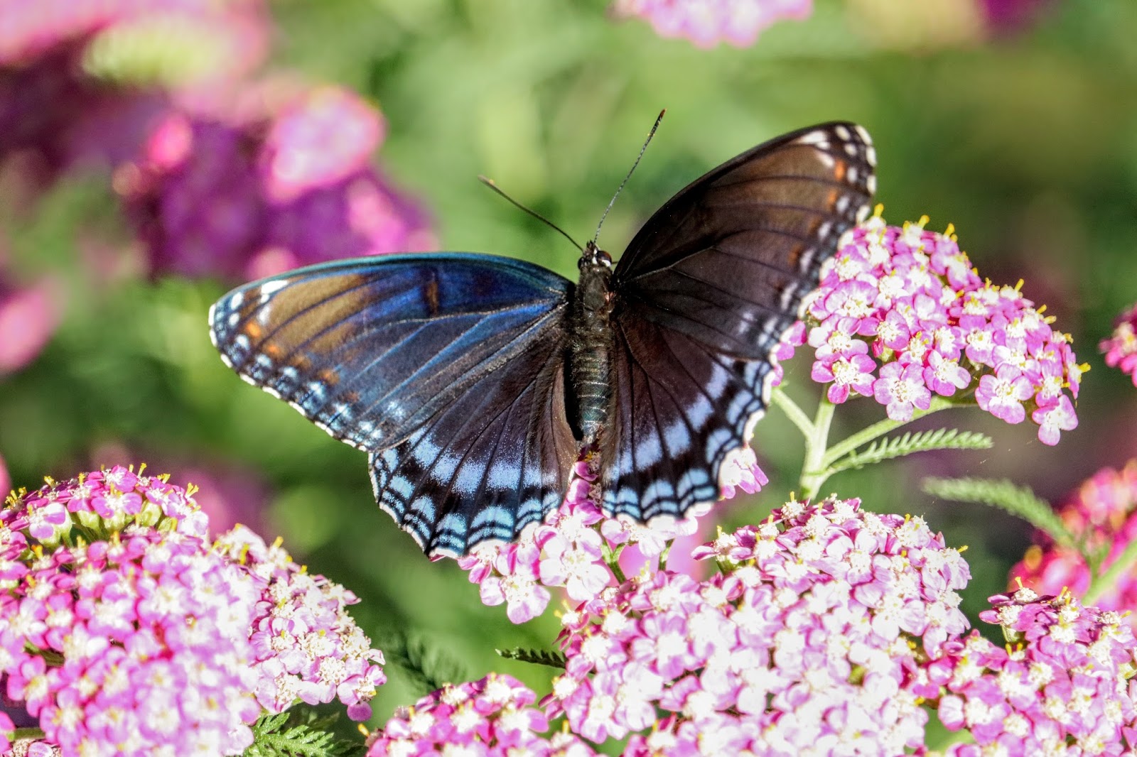 Red-spotted purple (limenitis arthemis astyanax) - Butterfly