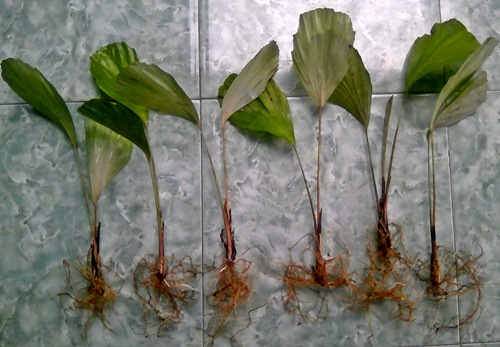 Budidaya Aren : Aren Dari A Sampai Z Dalam Foto