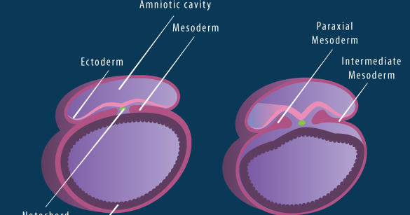 Medical Science Made Easy: (Endoderm) Germ layer derivatives at a glance