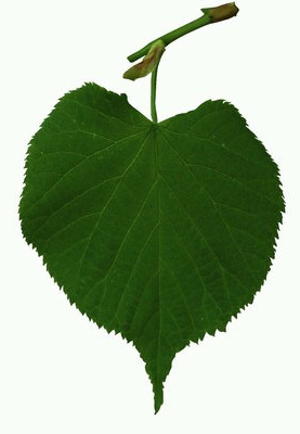 Gânduri răvășite...: Poveste parfumată - Parfum de tei