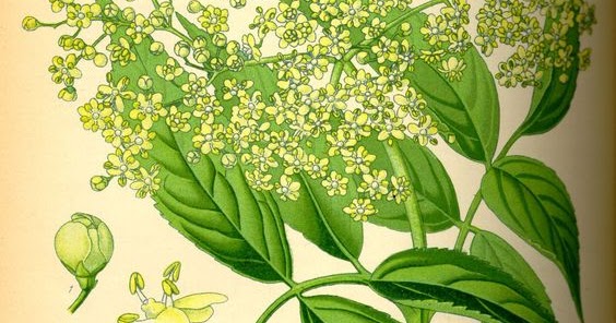 Botanic.al: Lulja e shtogut