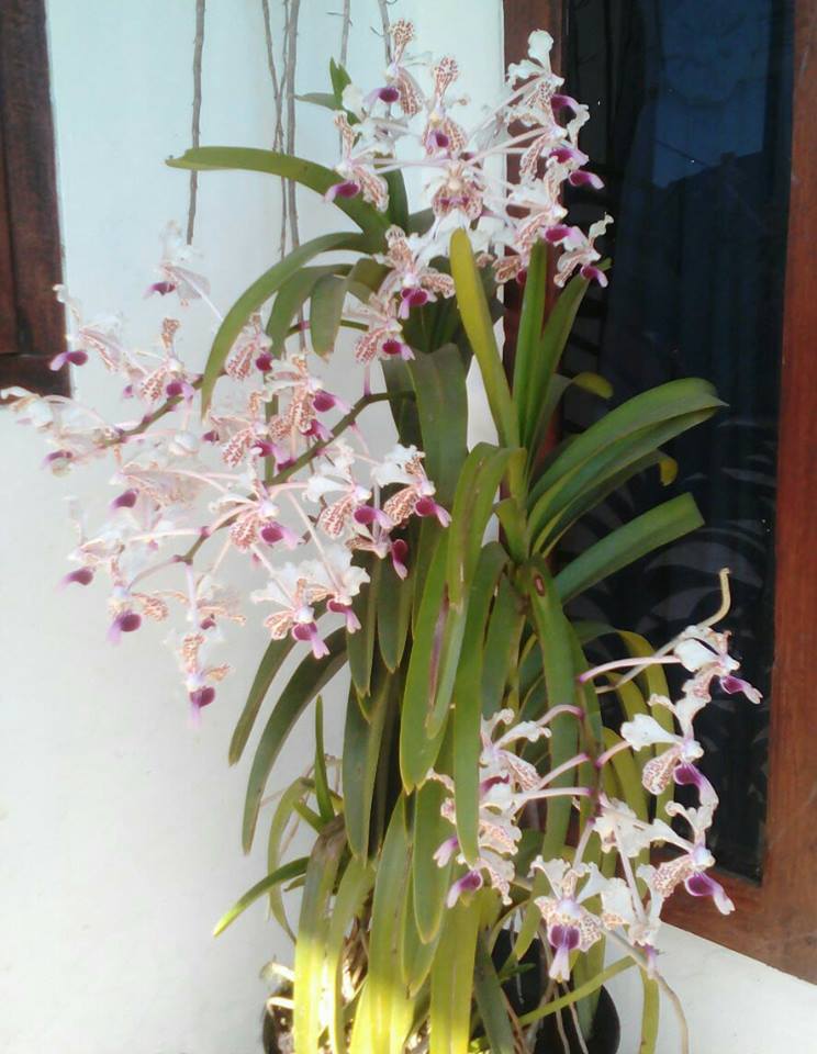 TISSUE CULTURE AND ORCHIDOLOGI: Aneka Varietas Vanda Tricolor