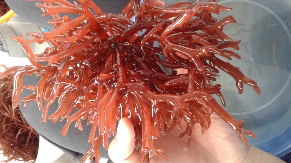 SEAWEED FPIK UNPAD: KLASIFIKASI DAN BIOLOGI