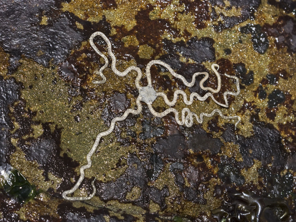 Real Monstrosities: Brittle Star