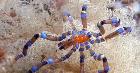 Variety of Life: Pantopoda