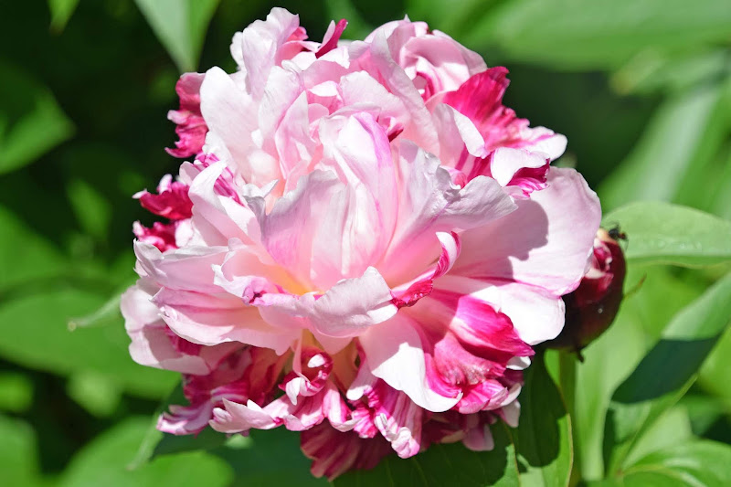 Southern Peony: 2019 Peony Blooms Late Mid Week 5