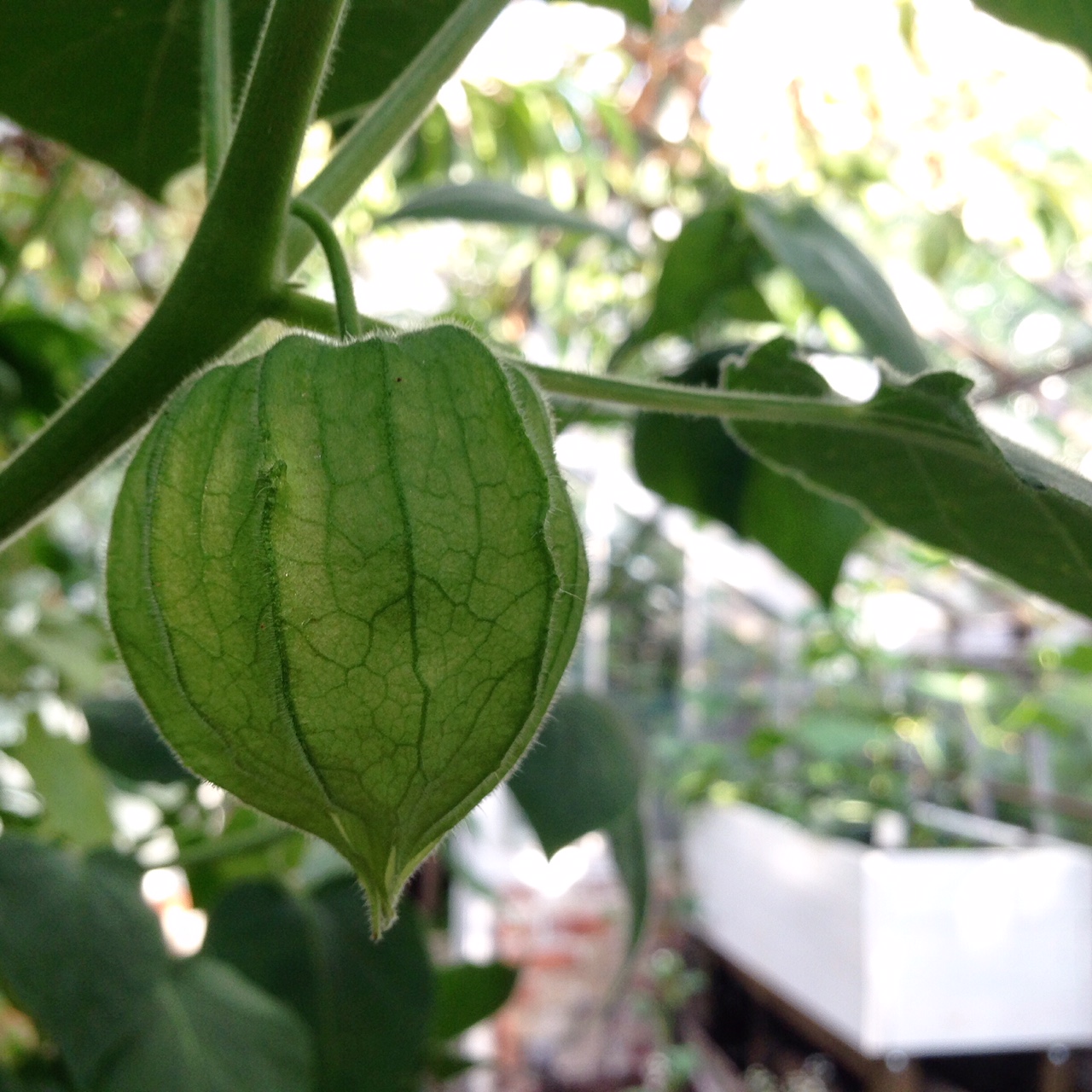 Growing and caring for Physalis peruviana - aka Cape Gooseberries