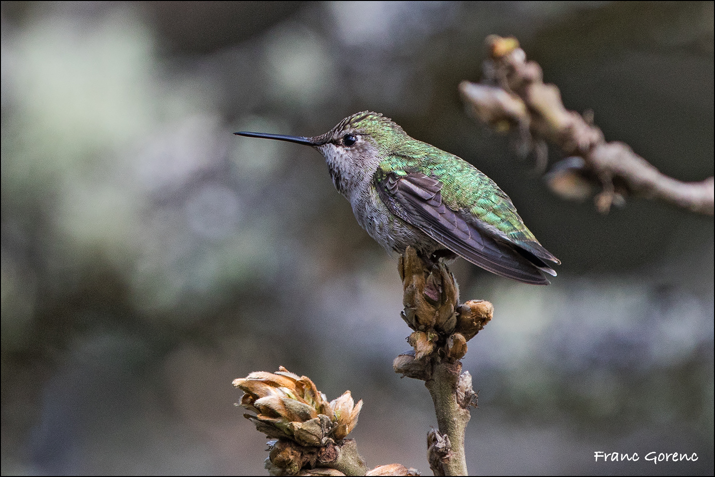 The Hummingbirds of Vancouver Island - Travels With Birds