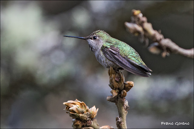 The Hummingbirds of Vancouver Island - Travels With Birds