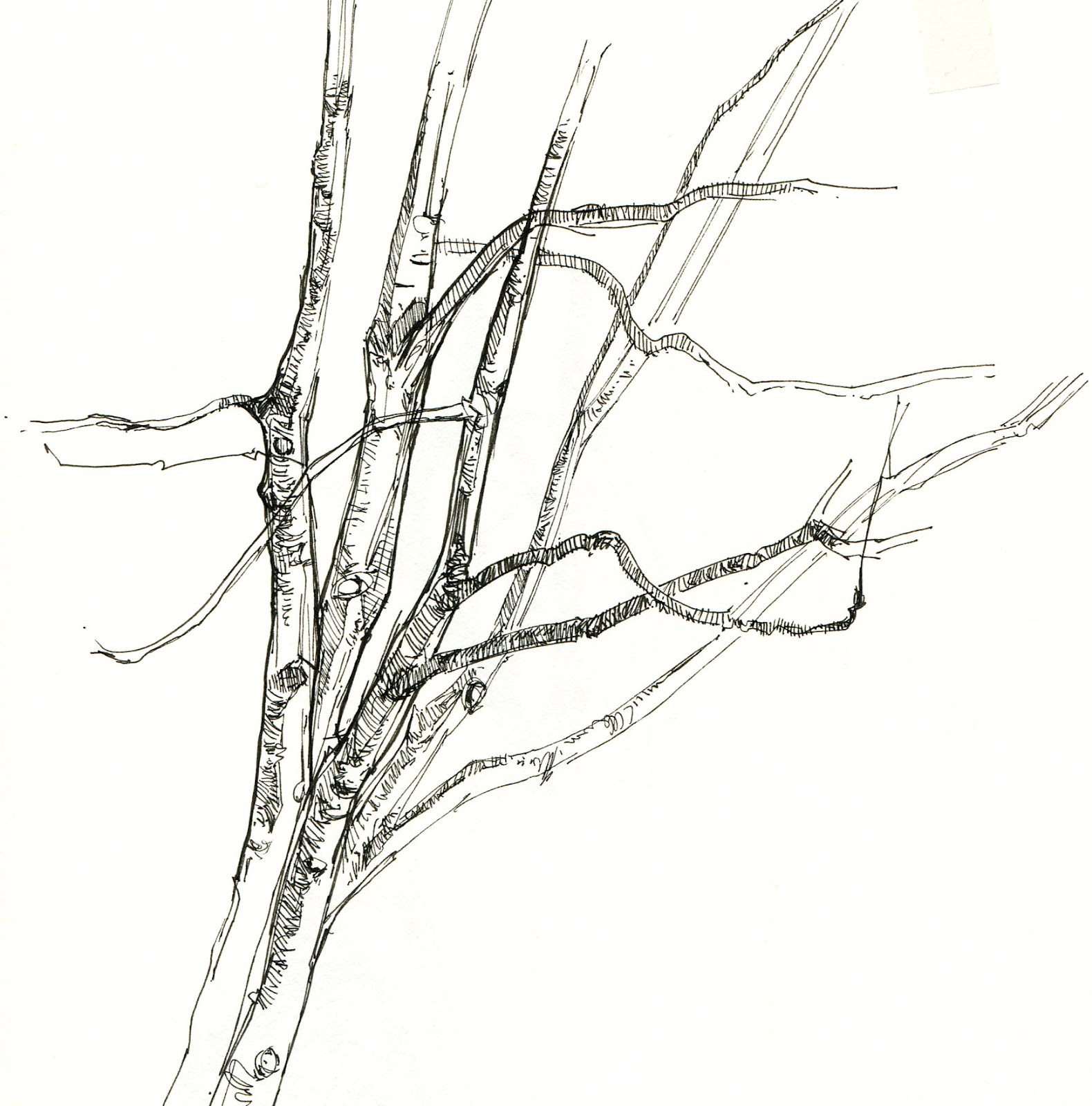 plain air abstract: Trees/ Branches