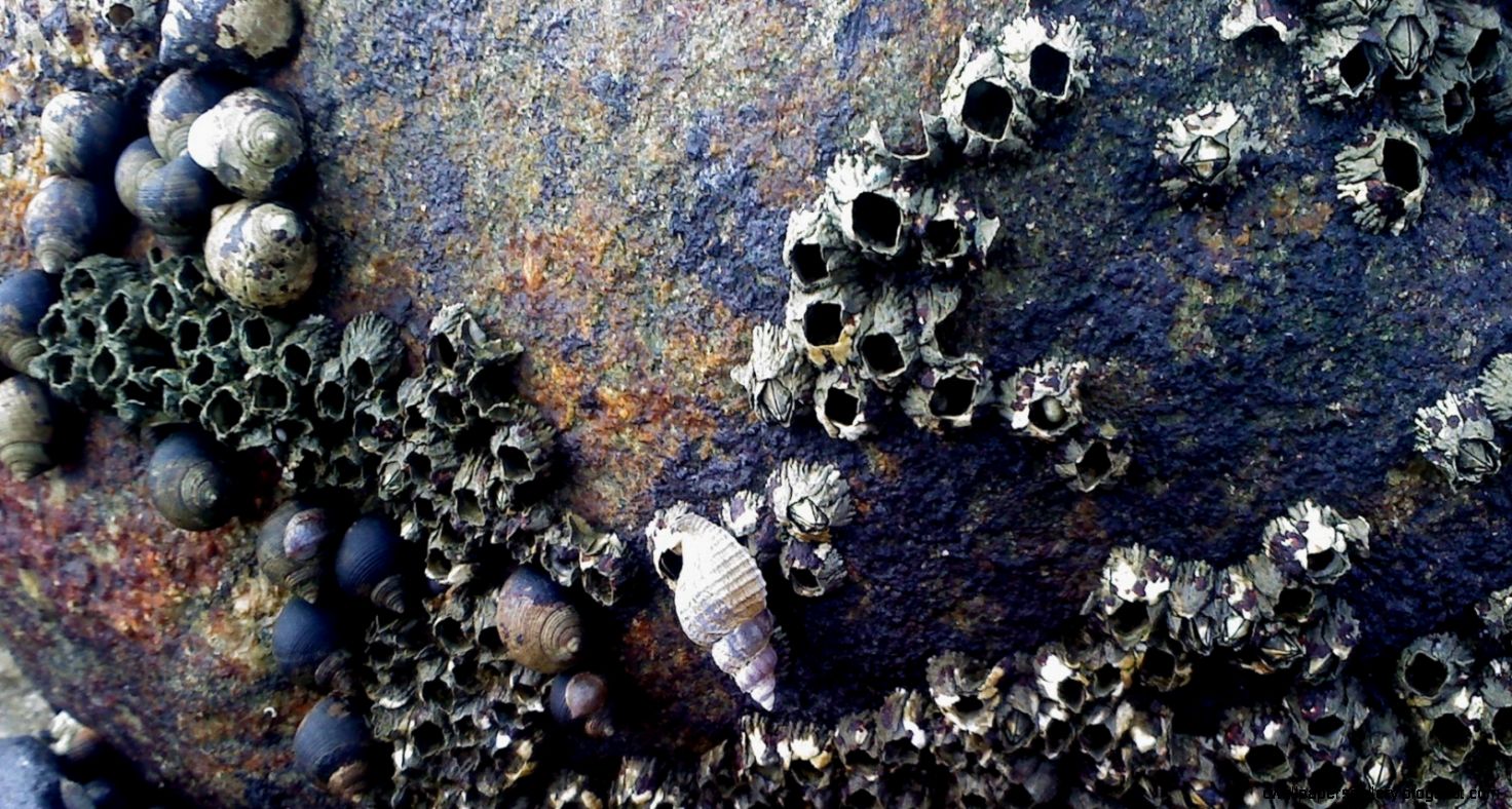 Barnacles | Wallpapers Gallery