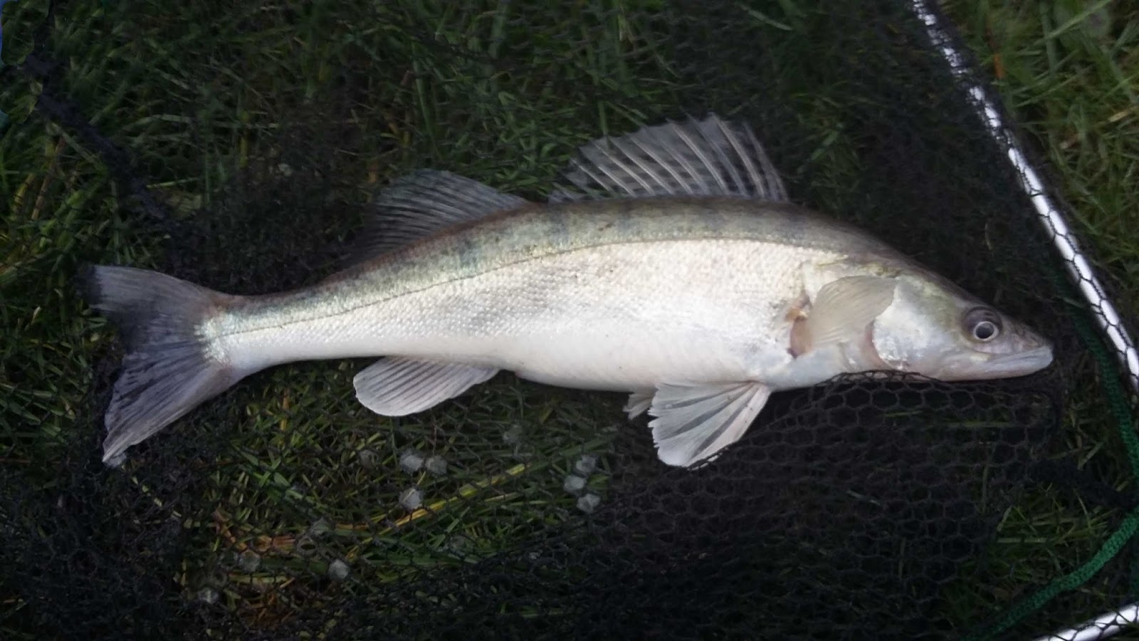 The Lure of Angling: Save the zander.
