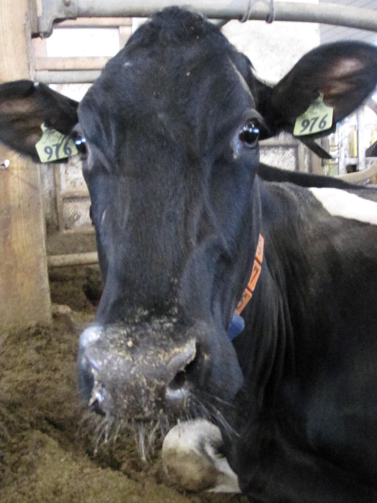 Farming by Faith at Spring Lawn: Chewing the cud