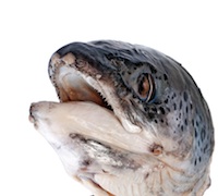 Red Wine, Green Tea and Dark Chocolate: 6/19/11 - 6/26/11