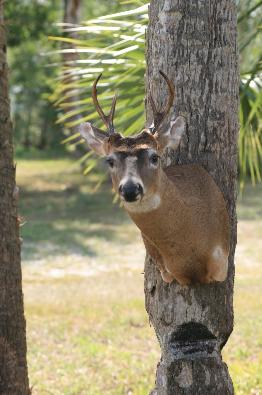 Allen's Taxidermy: April 2011