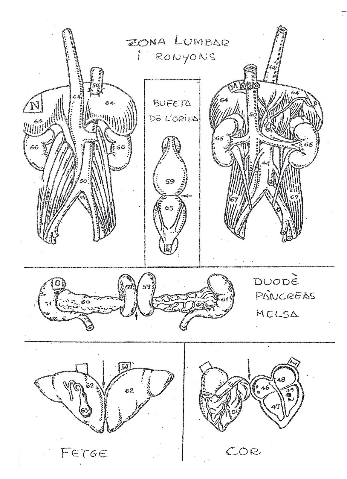 EL BLOG DE LES CIENCIES: NATURALS: anatomia de l'esquelet humà i els ...