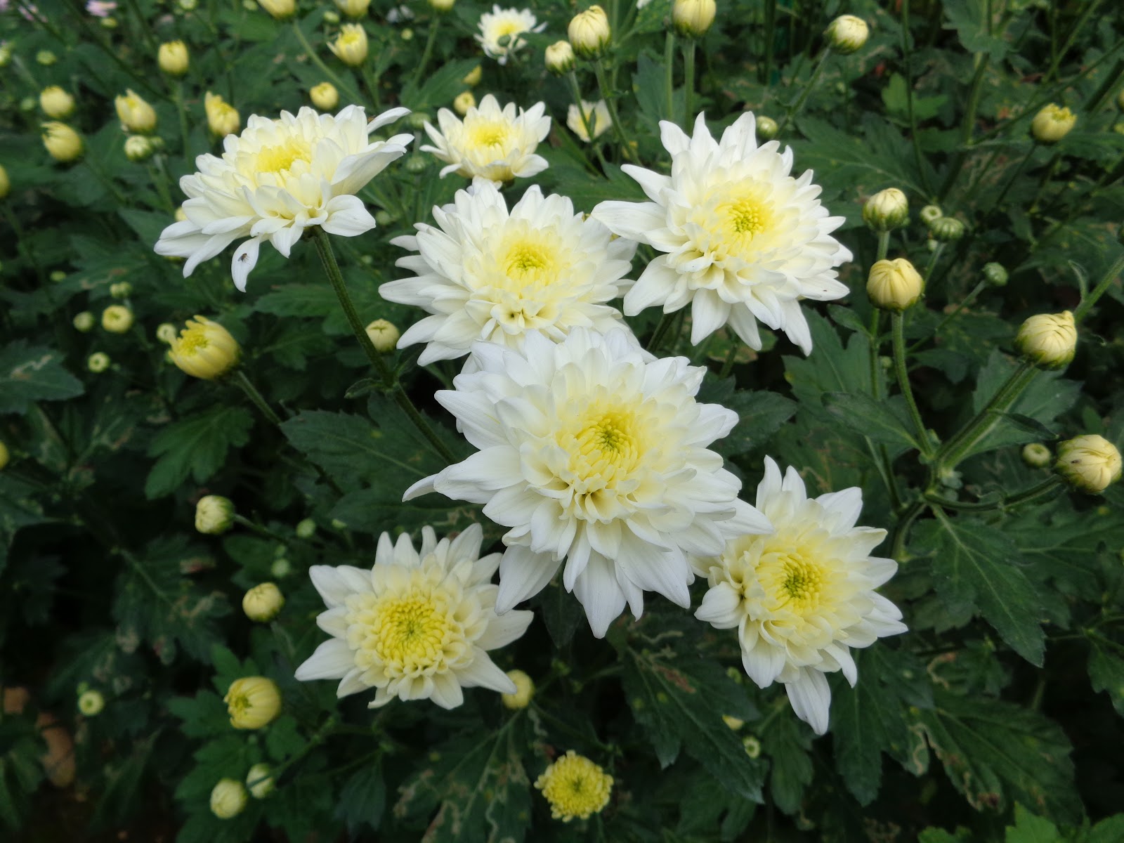 Tipe Bunga Krisan | Budidaya Tanaman