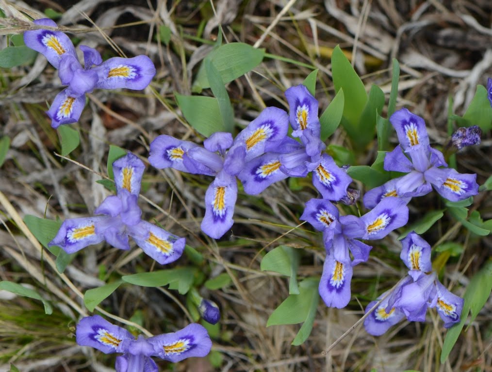 Ohio Birds and Biodiversity: Dwarf lake iris