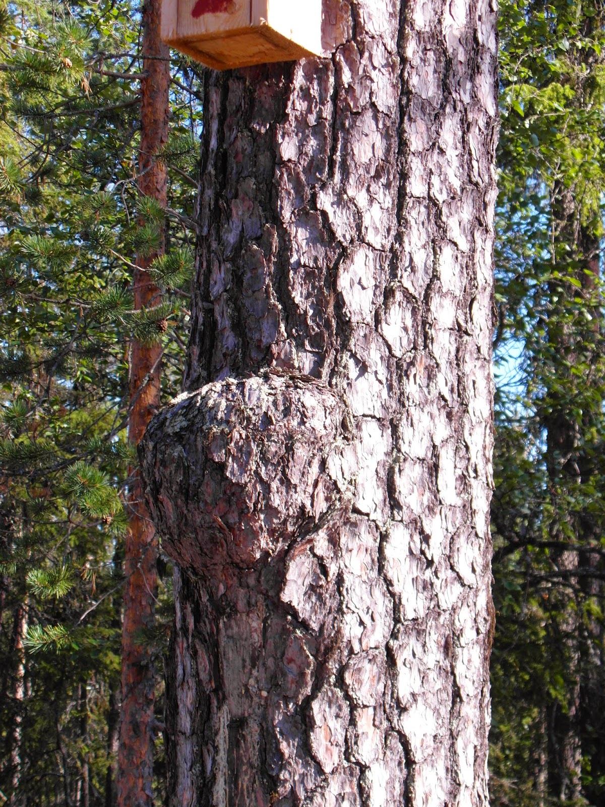 ANNEN LUONTOPÄIVÄKIRJA nature diary: PUU