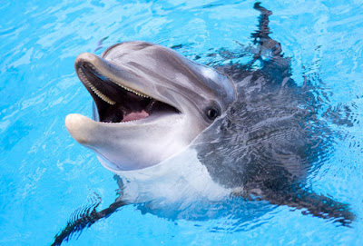 pod powierzchnią - delfiny i inne morskie stworzenia: maja 2019