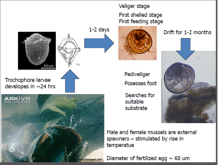 AQUA ANIMALIA: Mussel Culture
