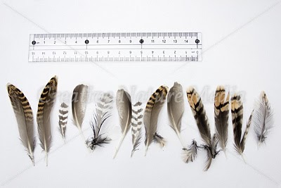 Creative Nature Blog: Snipe Feathers