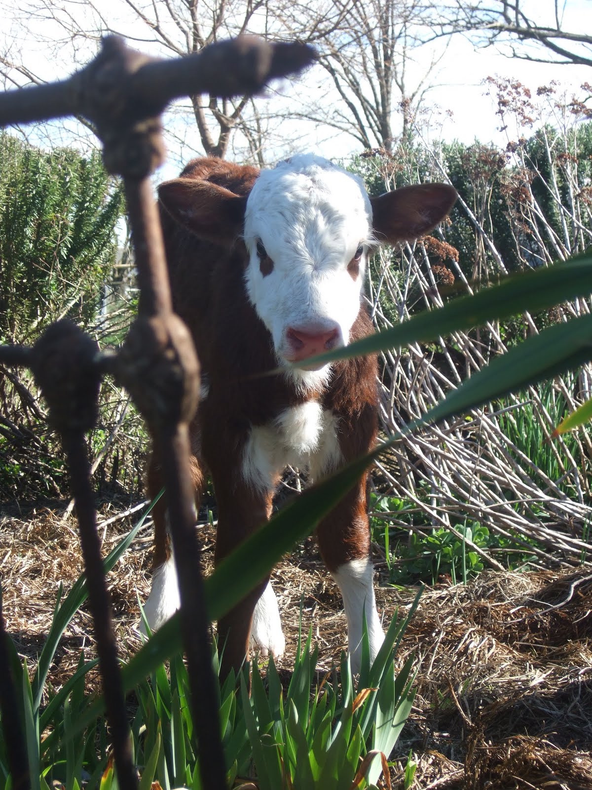 K T 's Farm Life: Baby Bulls!