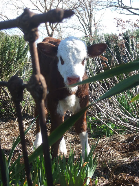 K T 's Farm Life: Baby Bulls!