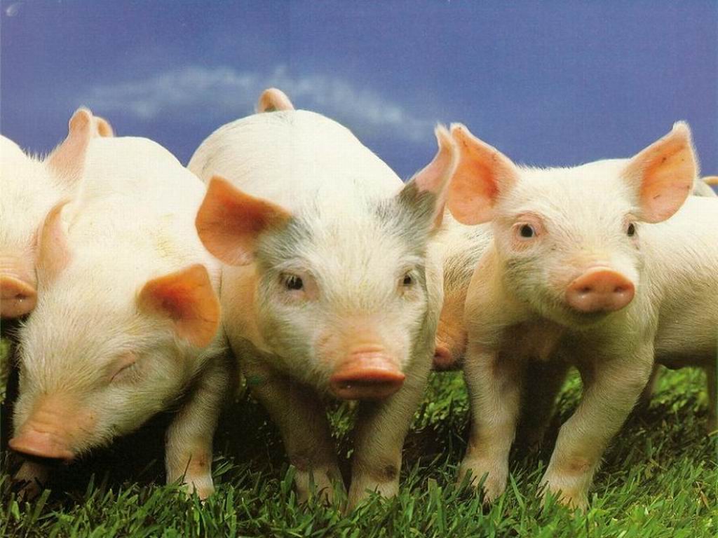 Imágenes del mundo animal: Cerditos