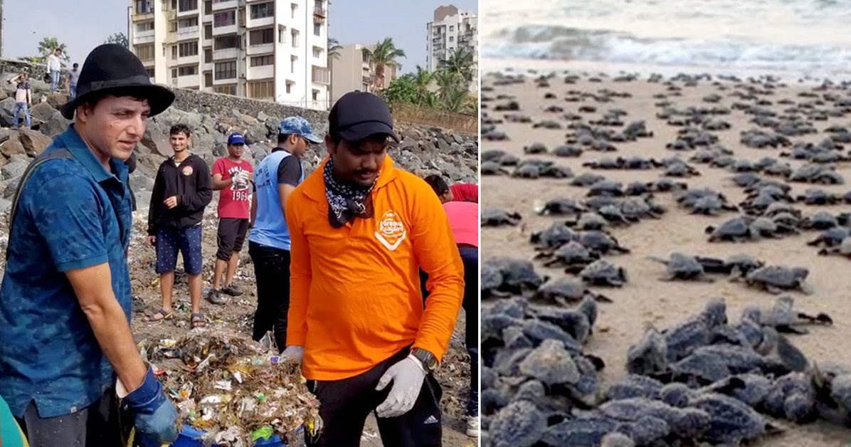 World’s Largest Beach Cleanup Project Brings Back Rare Sea Turtles in ...