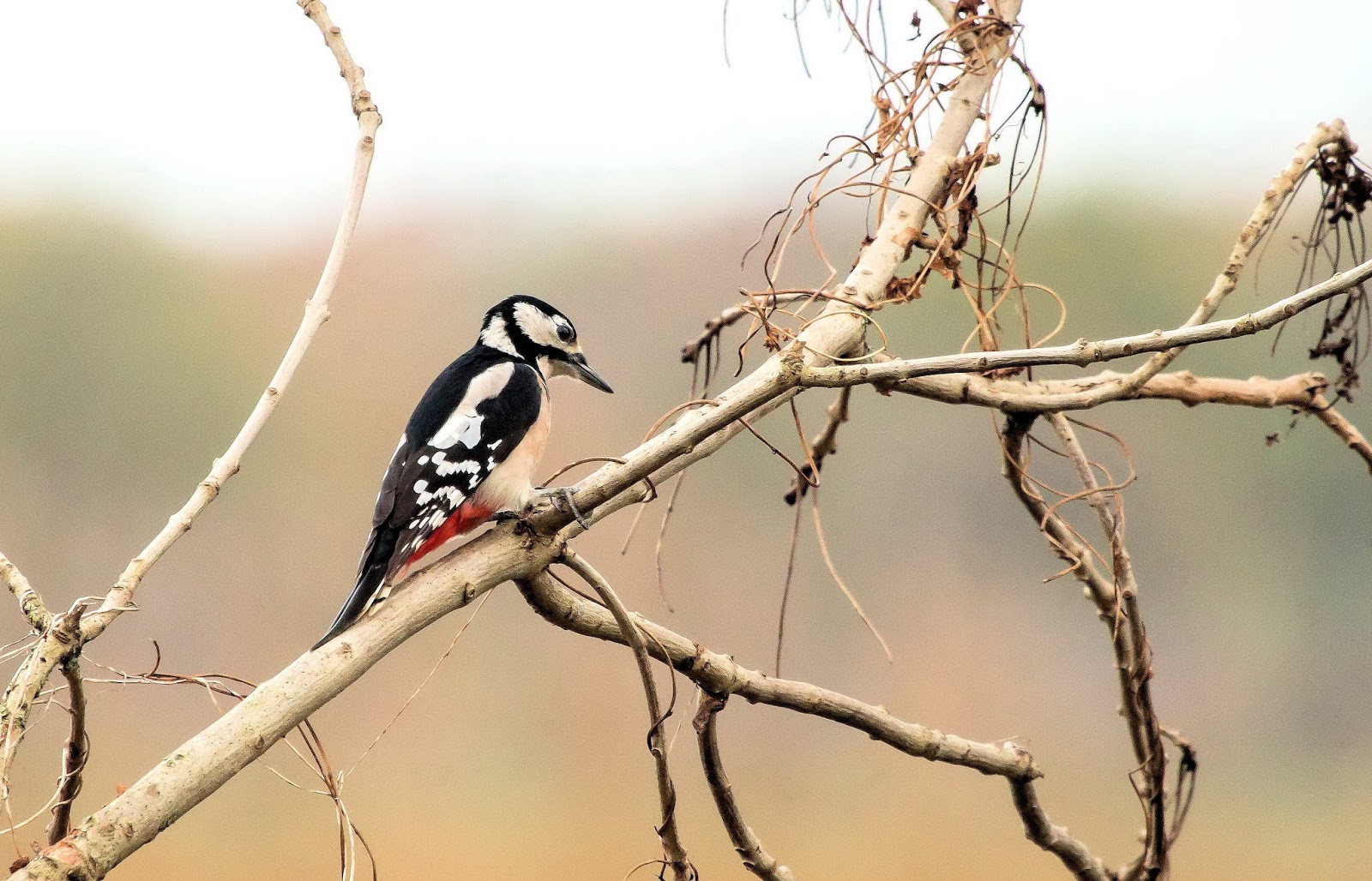 Mijn natuur: Grote roodbonte specht