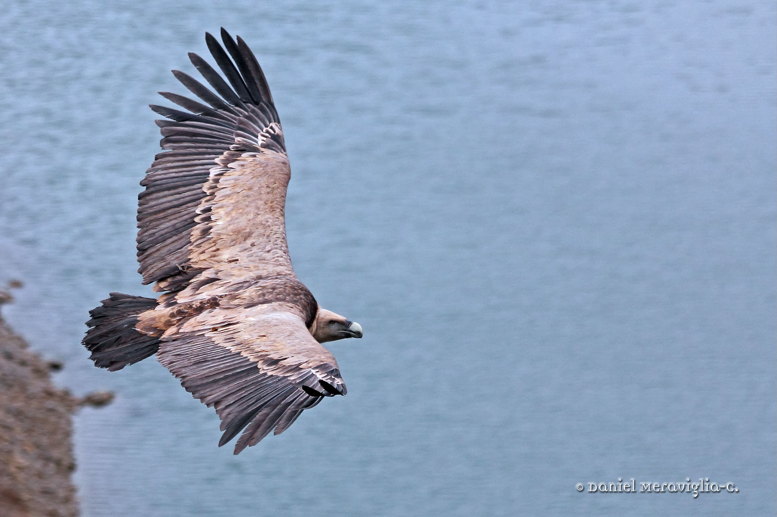 Fotos de aves by Loro: Buitre Leonado (Gyps fulvus) en vuelo III