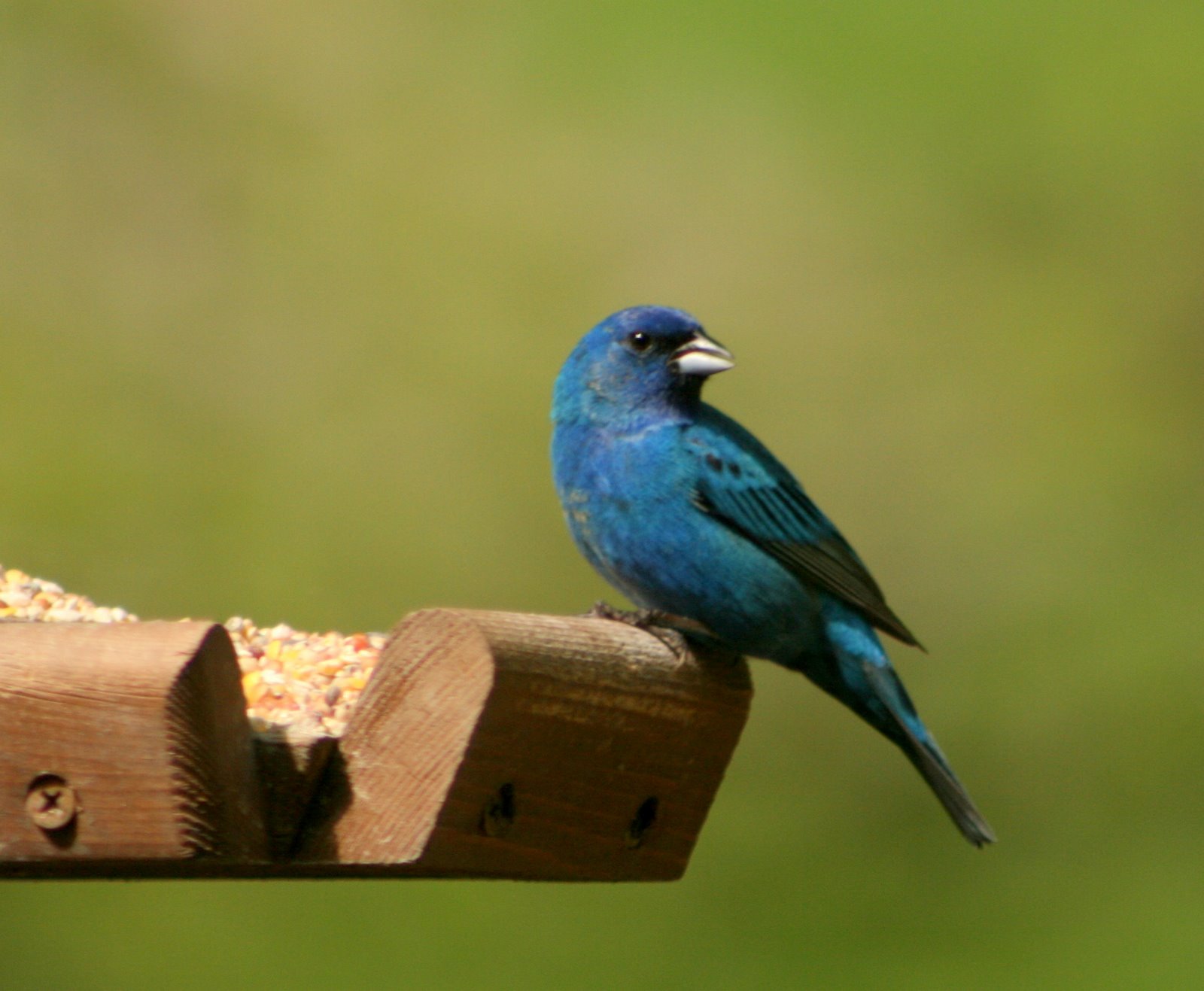 South Englishtown Gazette: Colorful Birds