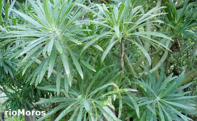 Verode: Kleinia neriifolia | Plantas rioMoros