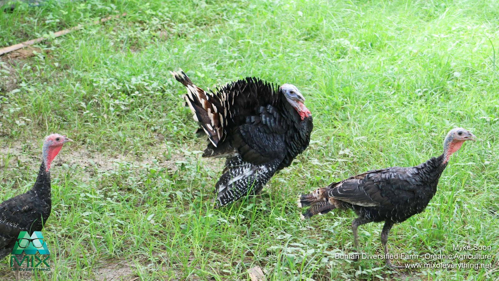 Buhian Diversified Farm - Organic Agriculture 2016 Part 1 - Blog for ...