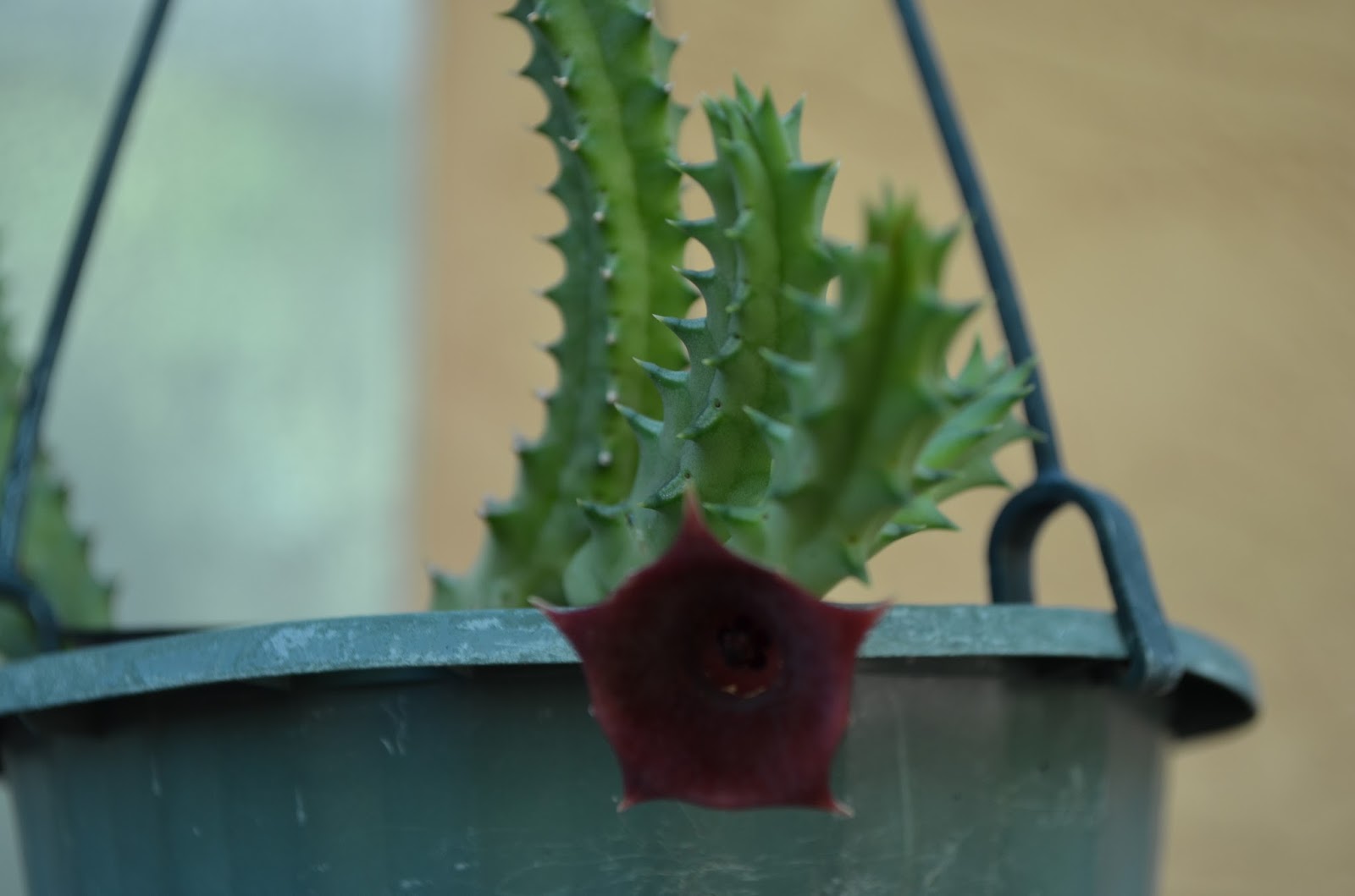 Succulent Bromeliads and others : Stapelia