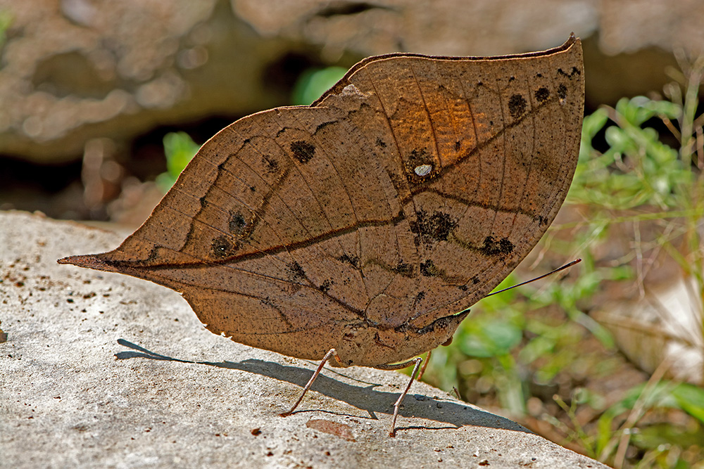 Kallima inachus DATASHEET | BugsAlive