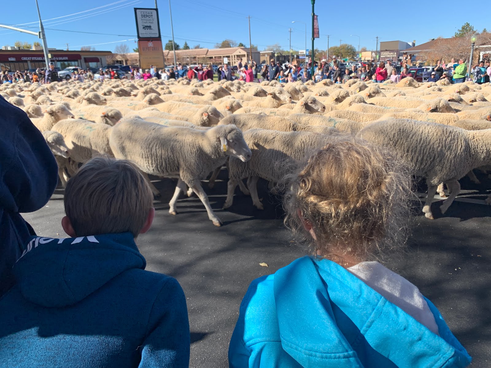 Good Knight Times: Sheep Parade - Cedar City Livestock and Heritage ...
