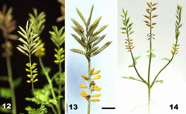 Biological Freak II: 11月 2013